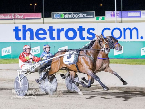 Hamilton: Zeus trots off to stud after providing so much joy - The Trots