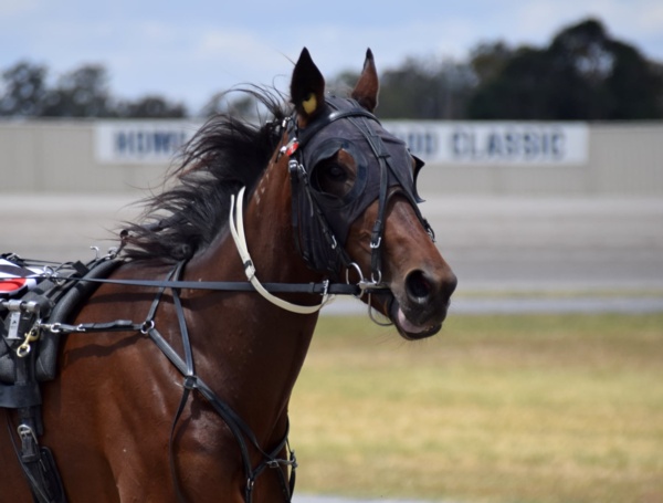 Heidi George Classic returns with big plans and prized stallion ...