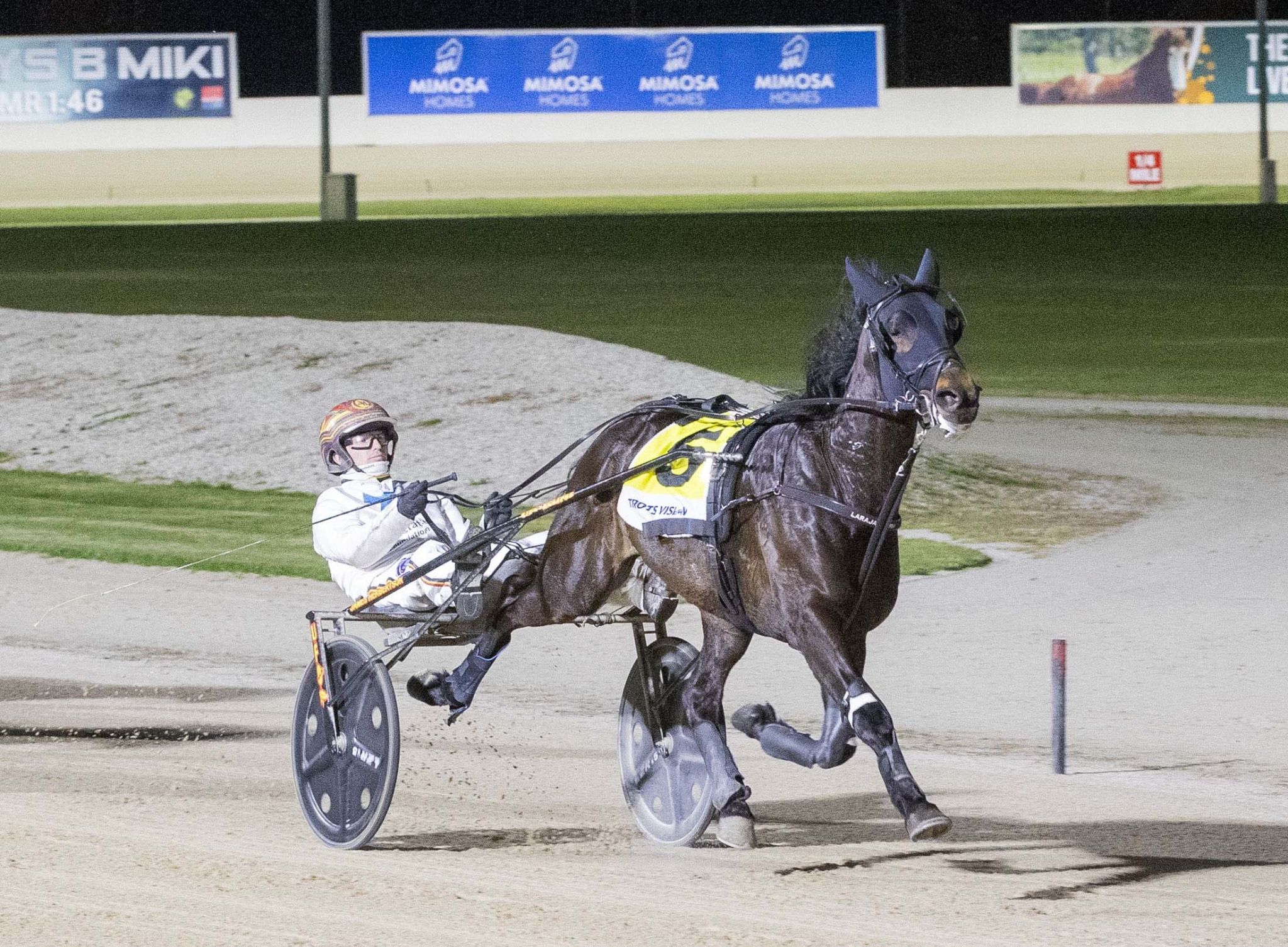 Milestone night for Joe and Adrian Pace at Melton - The Trots