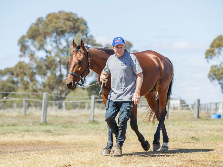 Leap To Fame set for showdown with Kingman at Shepparton – The Trots