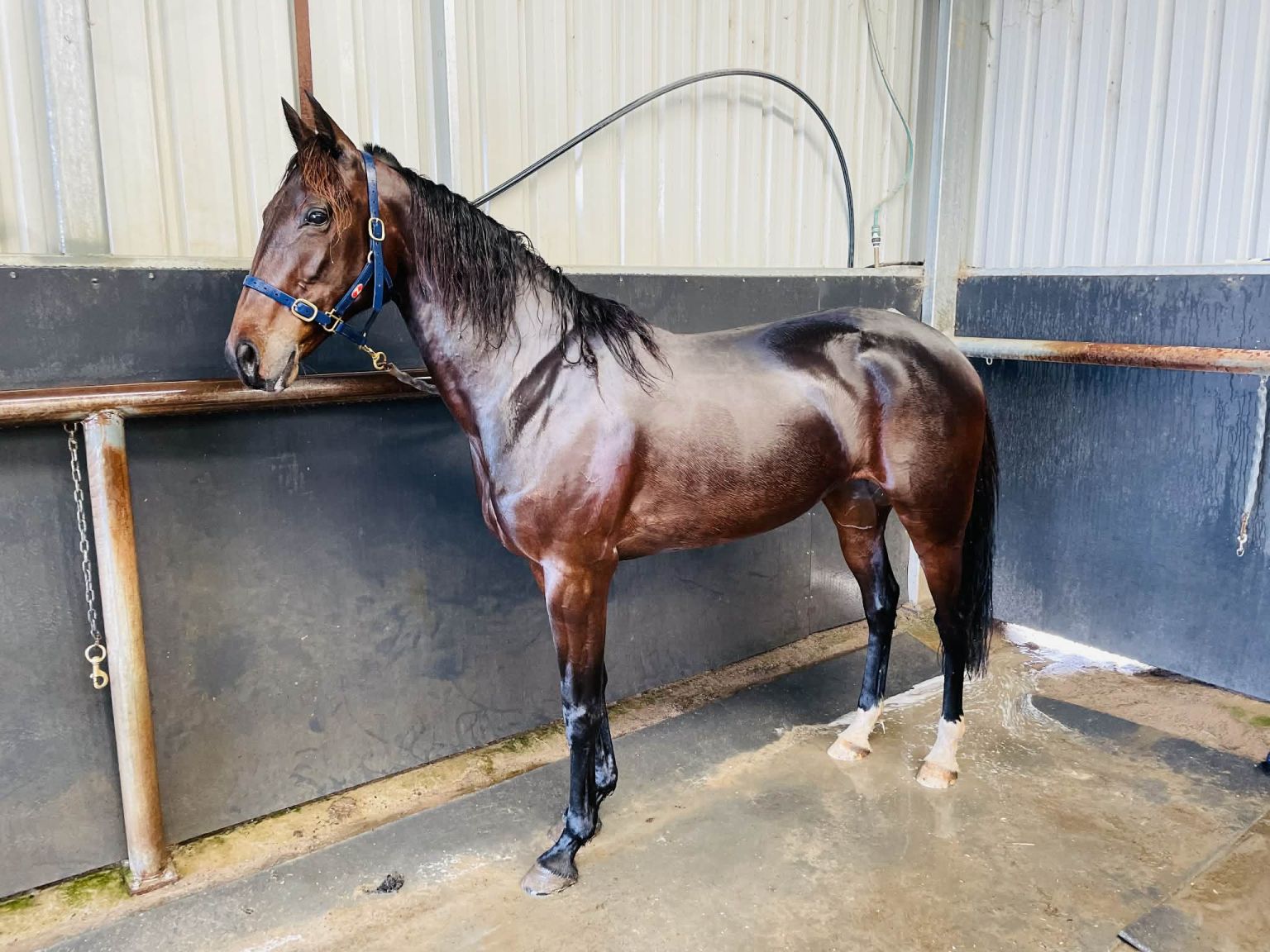 Millar keeps on track with winning double at Geelong – The Trots