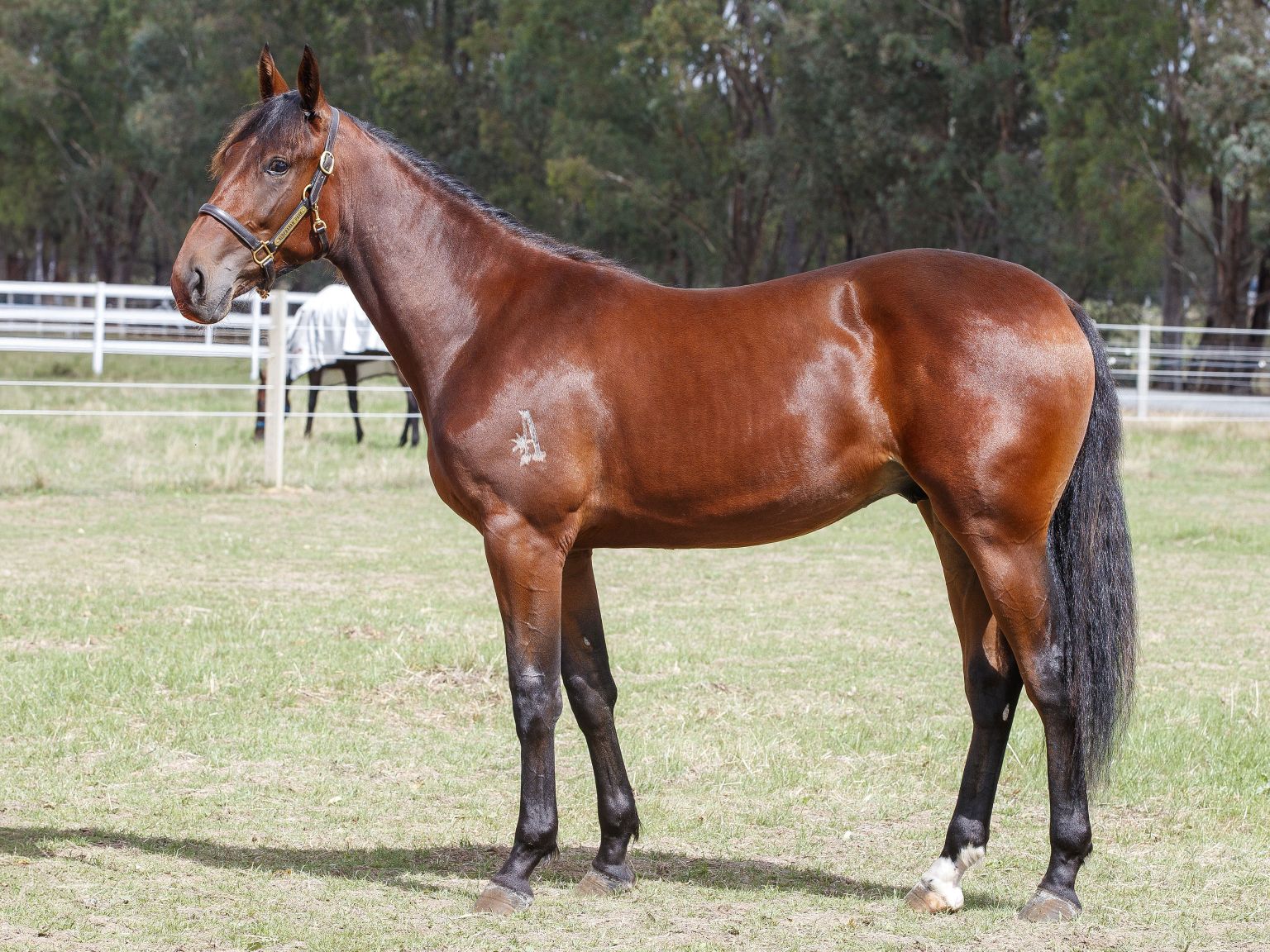 Melbourne Nutrien sale to propel Walner legacy – The Trots